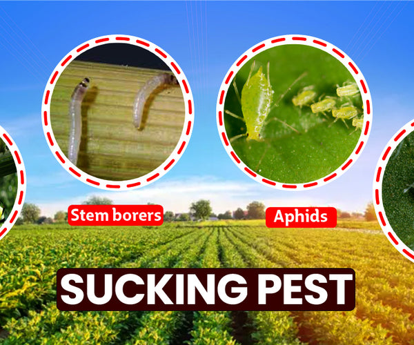 Beuveria Bassiana: A Powerful Bio-Insecticide for Effective Pest ...