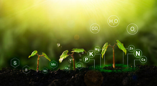 Maximizing Plant Nutrition: A Comprehensive Guide to Micronutrients an ...