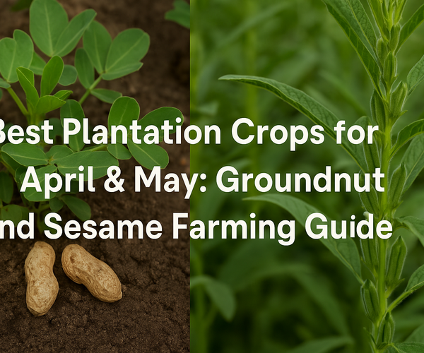 Best Plantation Crops for April & May: Groundnut and Sesame Farming Gu ...