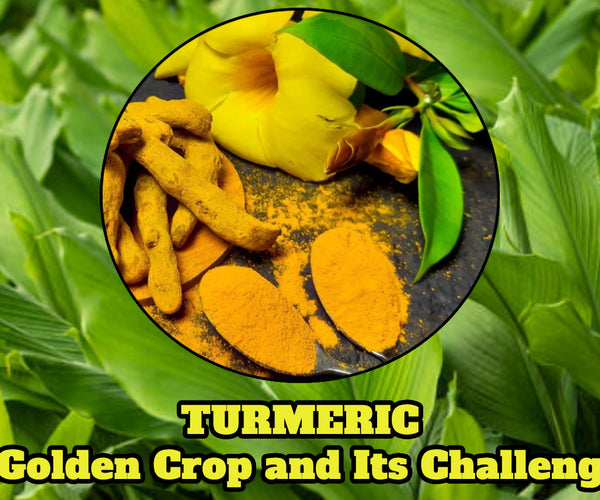 Turmeric: A Golden Crop and Its Challenges – Agriplex