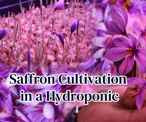 Saffron Cultivation in a Hydroponic System: A Modern Approach to an An ...