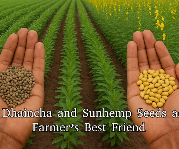 Green Gold for Your Soil: Why Dhaincha and Sunhemp Seeds are a Farmer ...