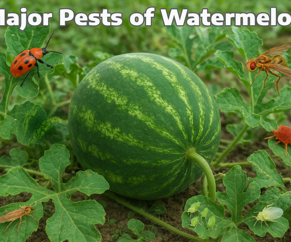Major Pests of Watermelon: Identification, Damage Symptoms & Integrate ...