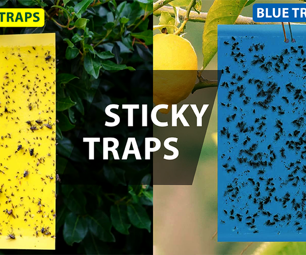 How Sticky Traps Work: Protection Against Sucking Pests in Vegetable C ...