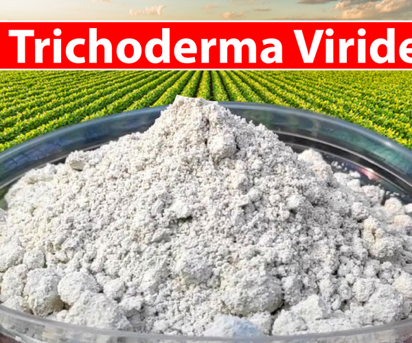 Trichoderma Viride: The Biocontrol Agent for Disease-Free Crops | Blog ...