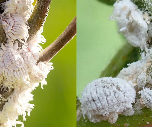 Mealybug Infestations: Symptoms, Damages, and Prevention Strategies ...