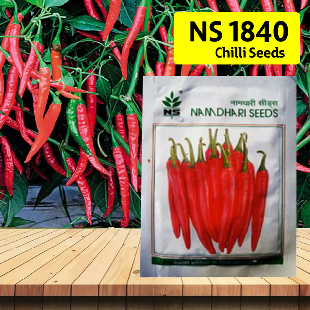 NS 1840 Chilli Seeds – Agriplex