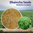 Dhaincha Seeds (Sesbania aculeata) - 25 KG – Agriplex