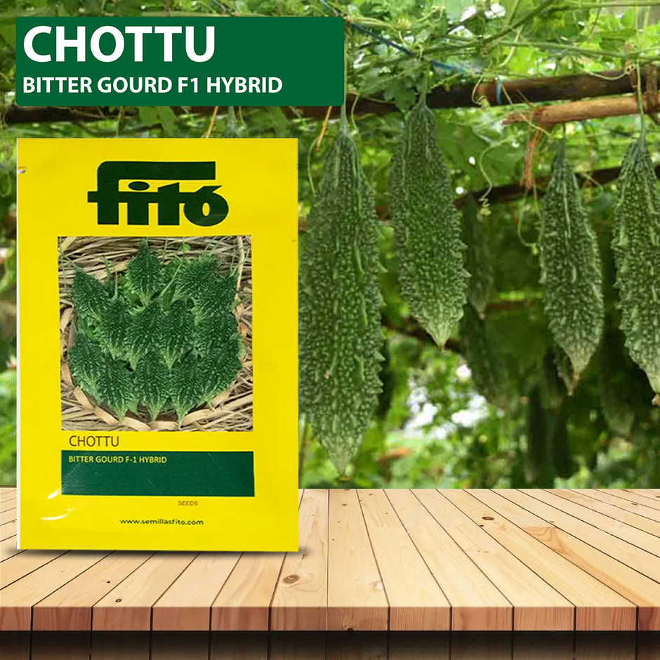 FITO Chottu F1 Hybrid Bitter Gourd Seeds - 100 SEEDS (Pack of 2) – Agriplex