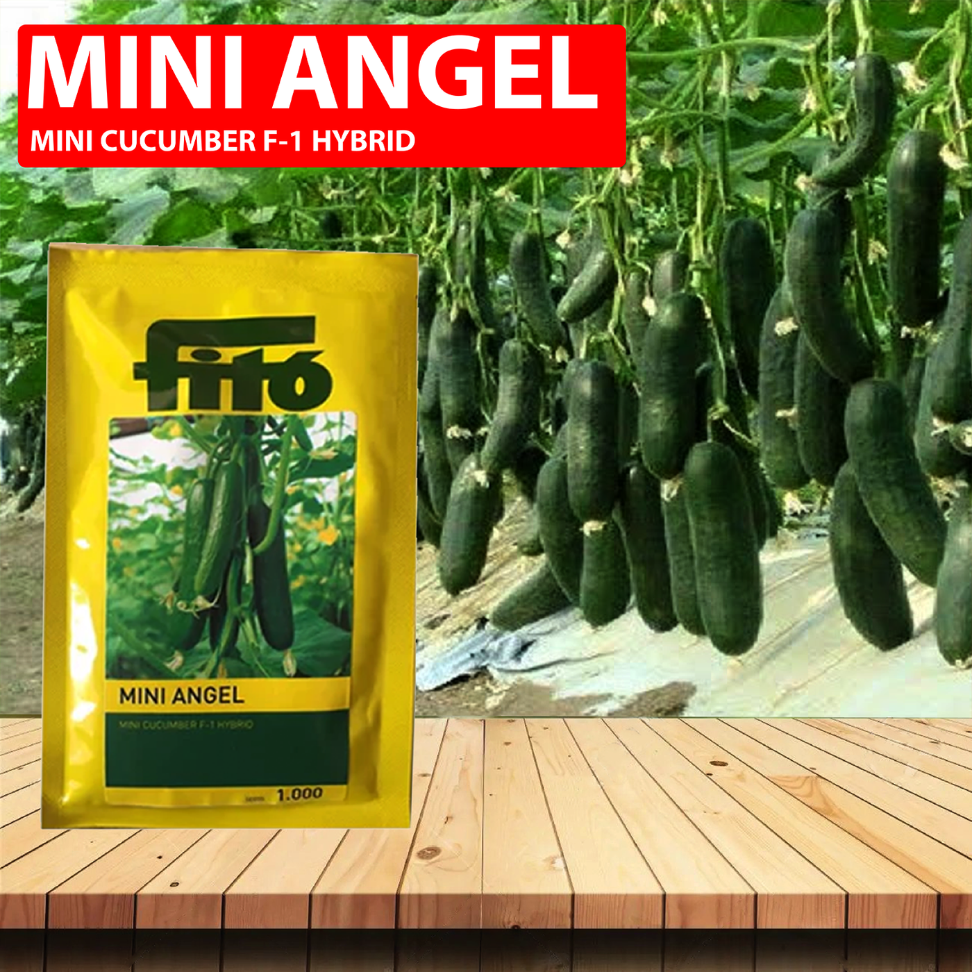 FITO Mini Angel Cucumber Seeds – Agriplex