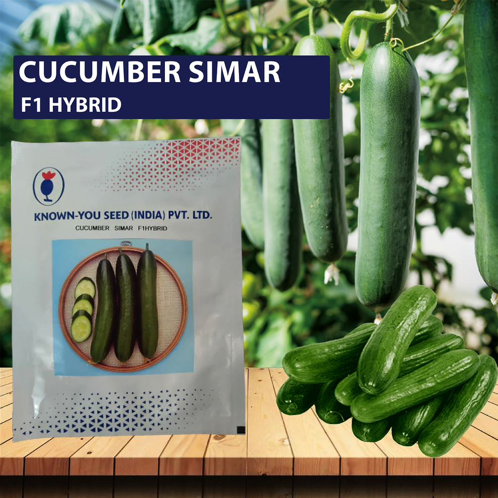 Unleash High-Yielding Cucumber Seeds Online - Agriplex