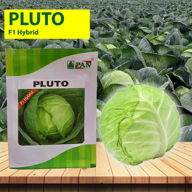 PAN Pluto Hybrid Cabbage Seeds (Dark Green, Round) - 10 GM – Agriplex