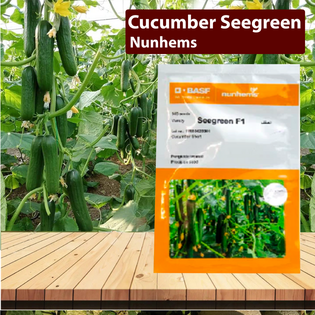 Nunhems Cucumber Seegreen - 1000SEEDS – Agriplex