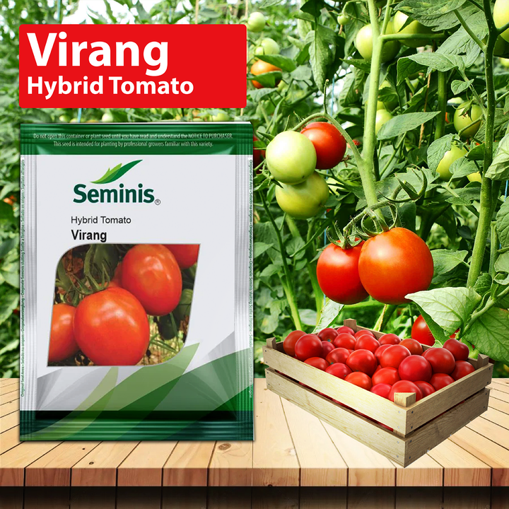 Buy Tomato Seeds Online | High-Yield Hybrid & Desi Tomato Seeds India ...